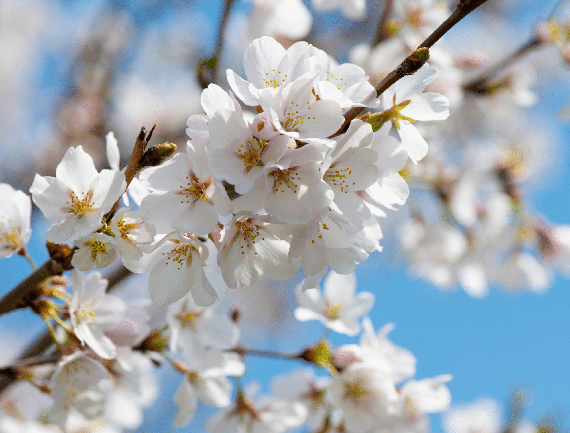 Jaro ve Vaší ložnici - B.E.S. - Petrovice, s.r.o.